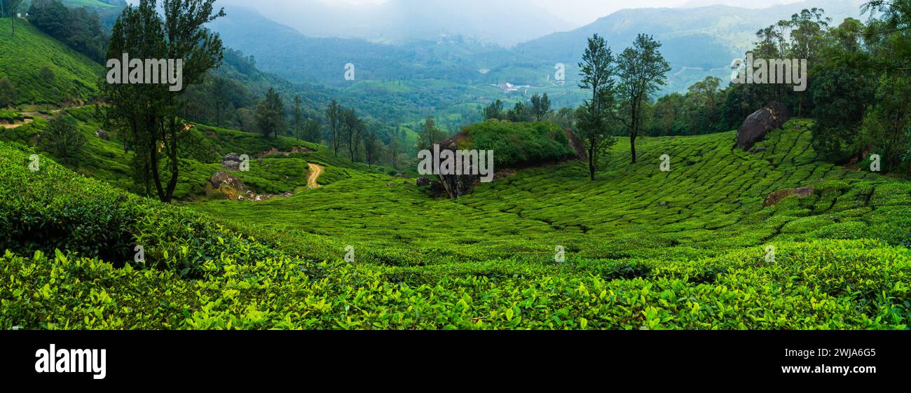 Munnar, Kerala. Panorama Landscape Photography of Tea Farm and ...