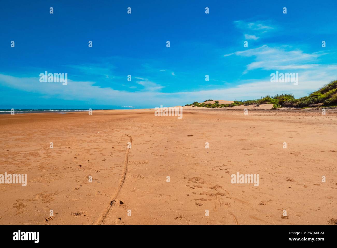 Scenic view of Mangrove trees growing on the Mambrui Sand dunes in ...