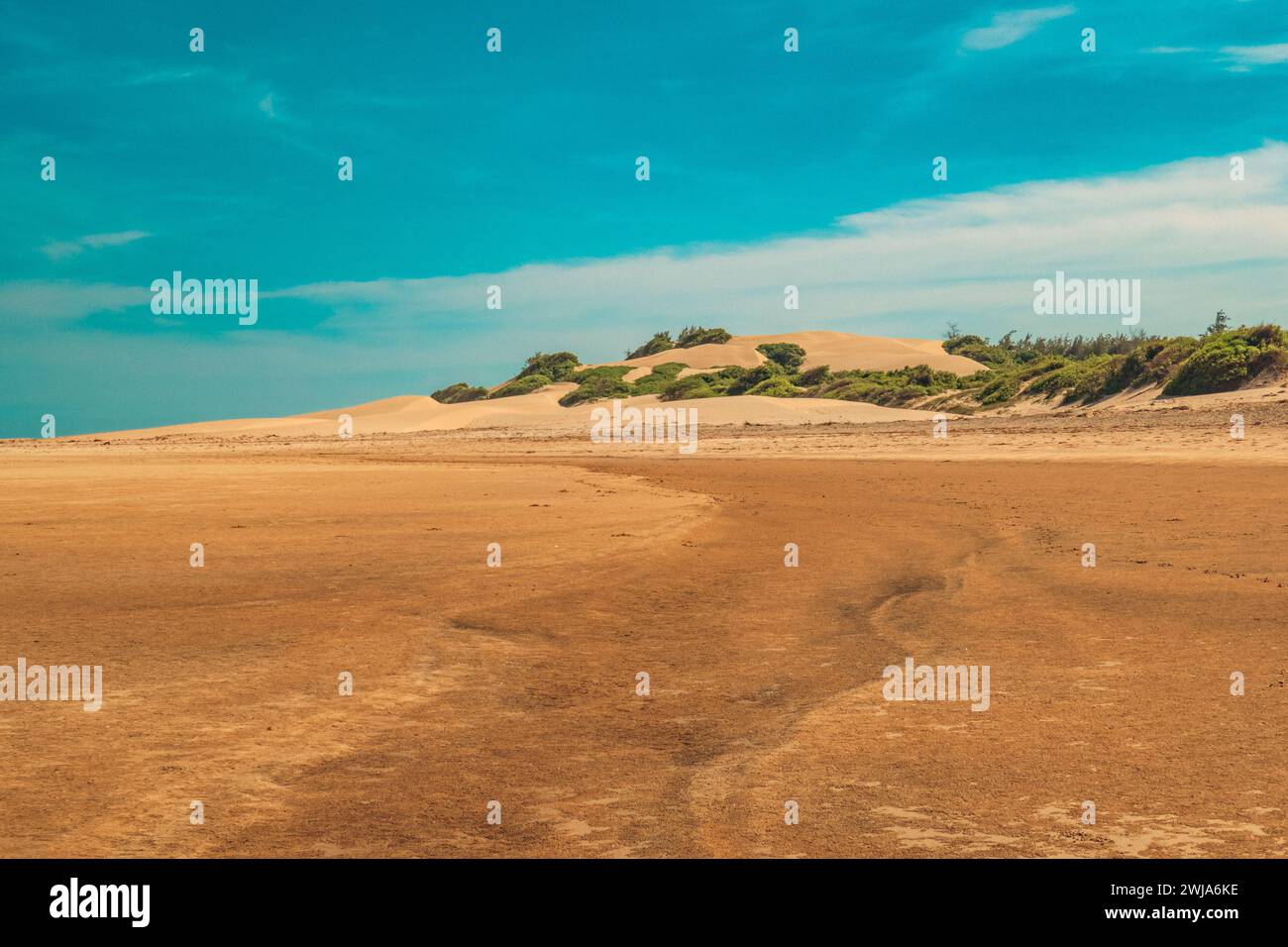 Scenic view of Mangrove trees growing on the Mambrui Sand dunes in ...