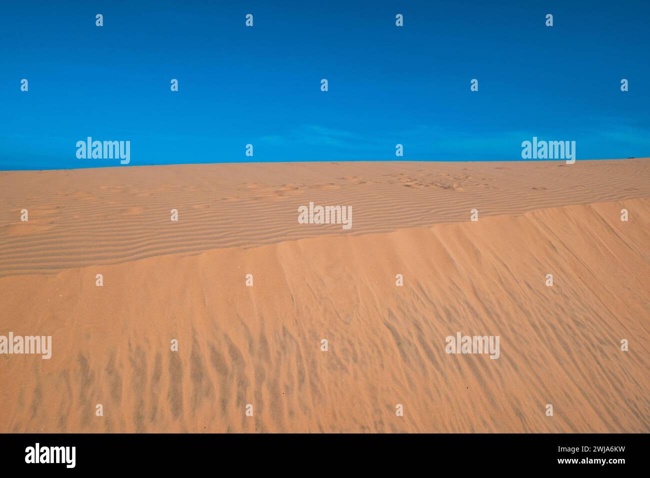 Scenic view of Mangrove trees growing on the Mambrui Sand dunes in ...