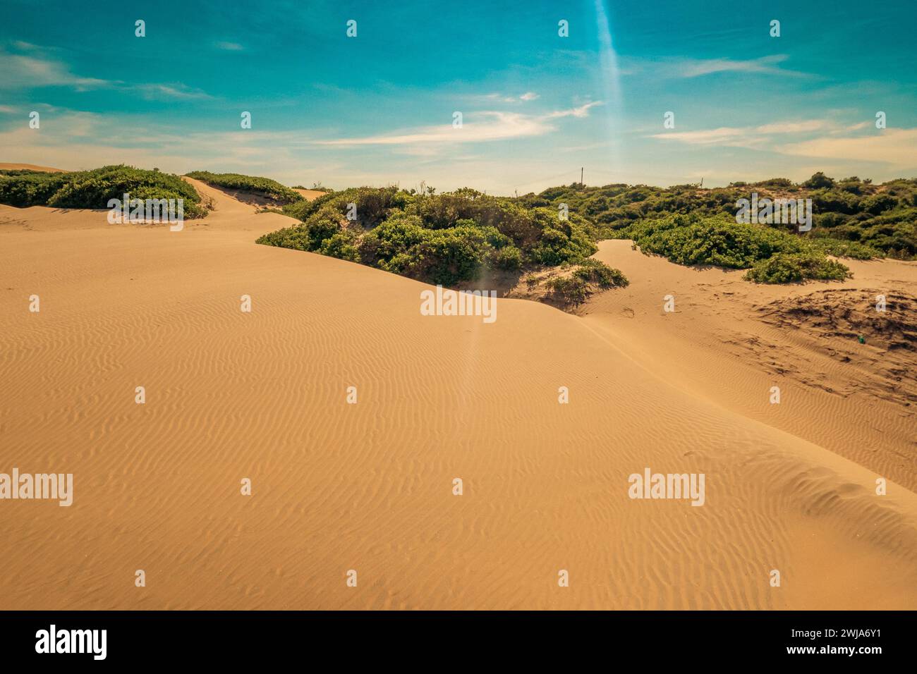 Scenic view of Mangrove trees growing on the Mambrui Sand dunes in ...
