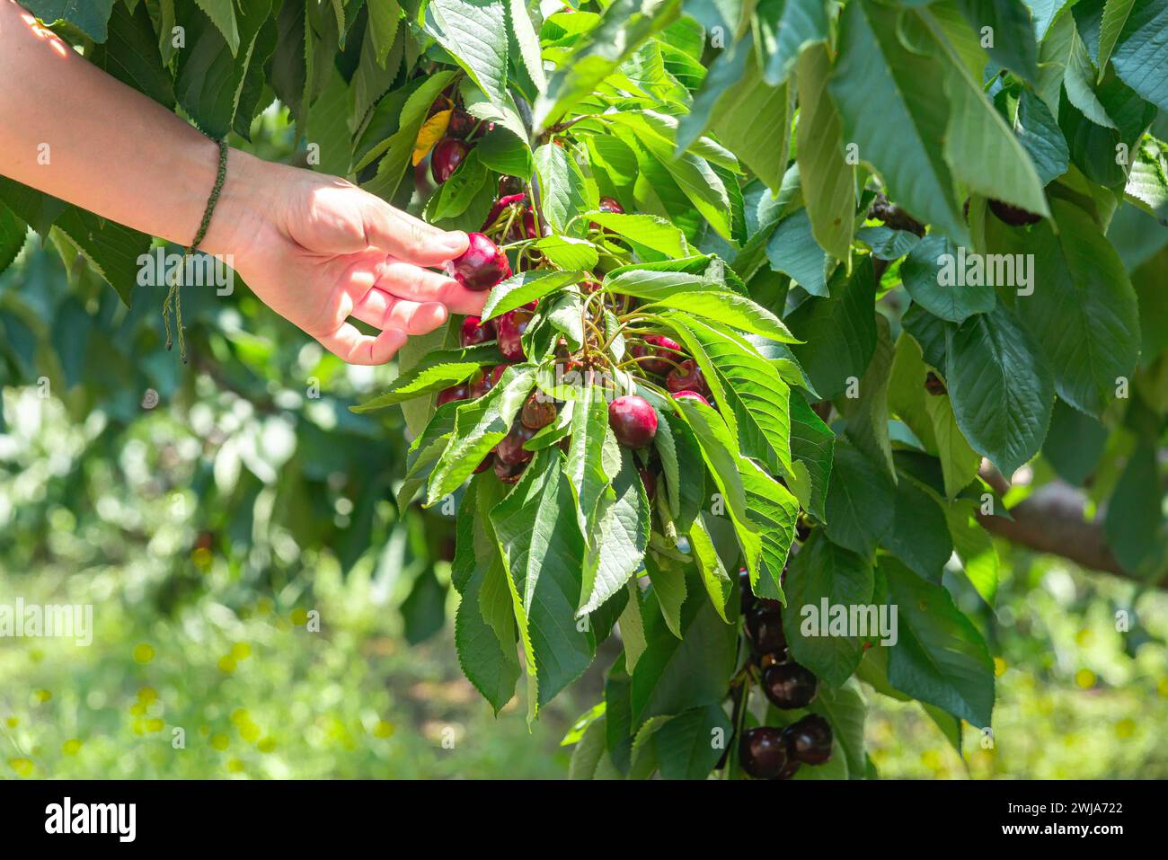 Hand of unrecognizable person picking cherries from tree in orchard ...