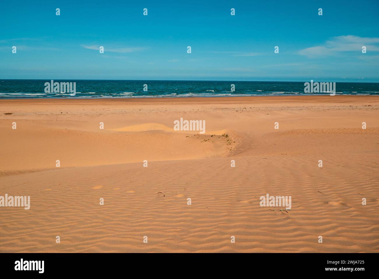 Scenic view of Mangrove trees growing on the Mambrui Sand dunes in ...