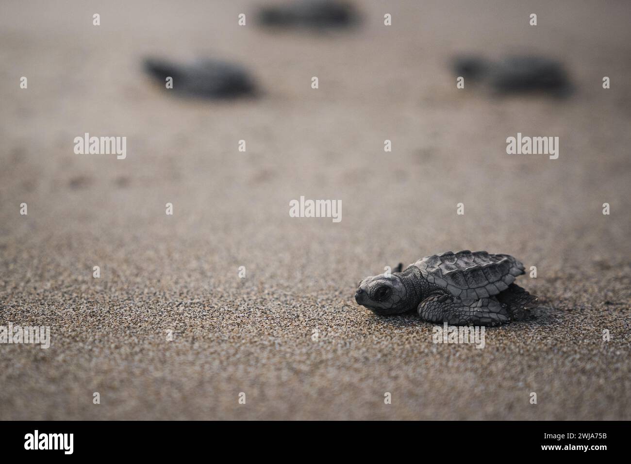 A baby green turtle crawls towards the ocean, with its siblings in the ...