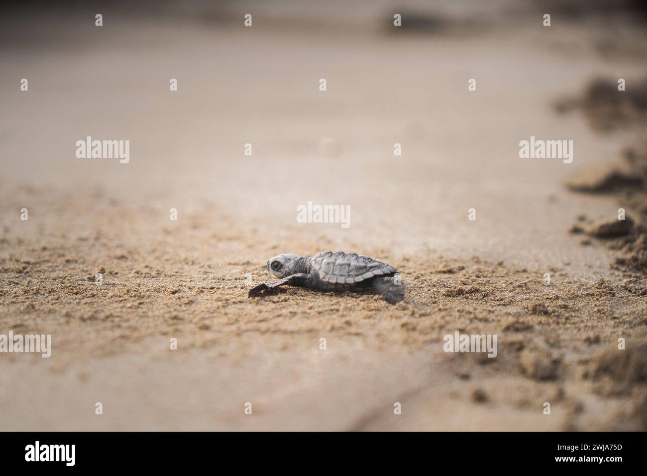 A tiny, newborn green sea turtle crawling on sandy beach towards the ...