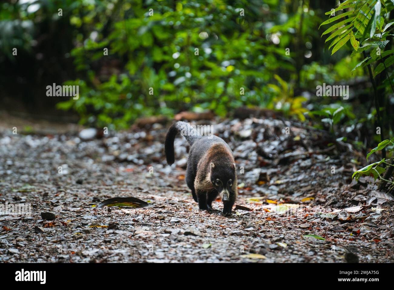 A wild coati (Nasua narica), also known as a pizote, is seen foraging ...