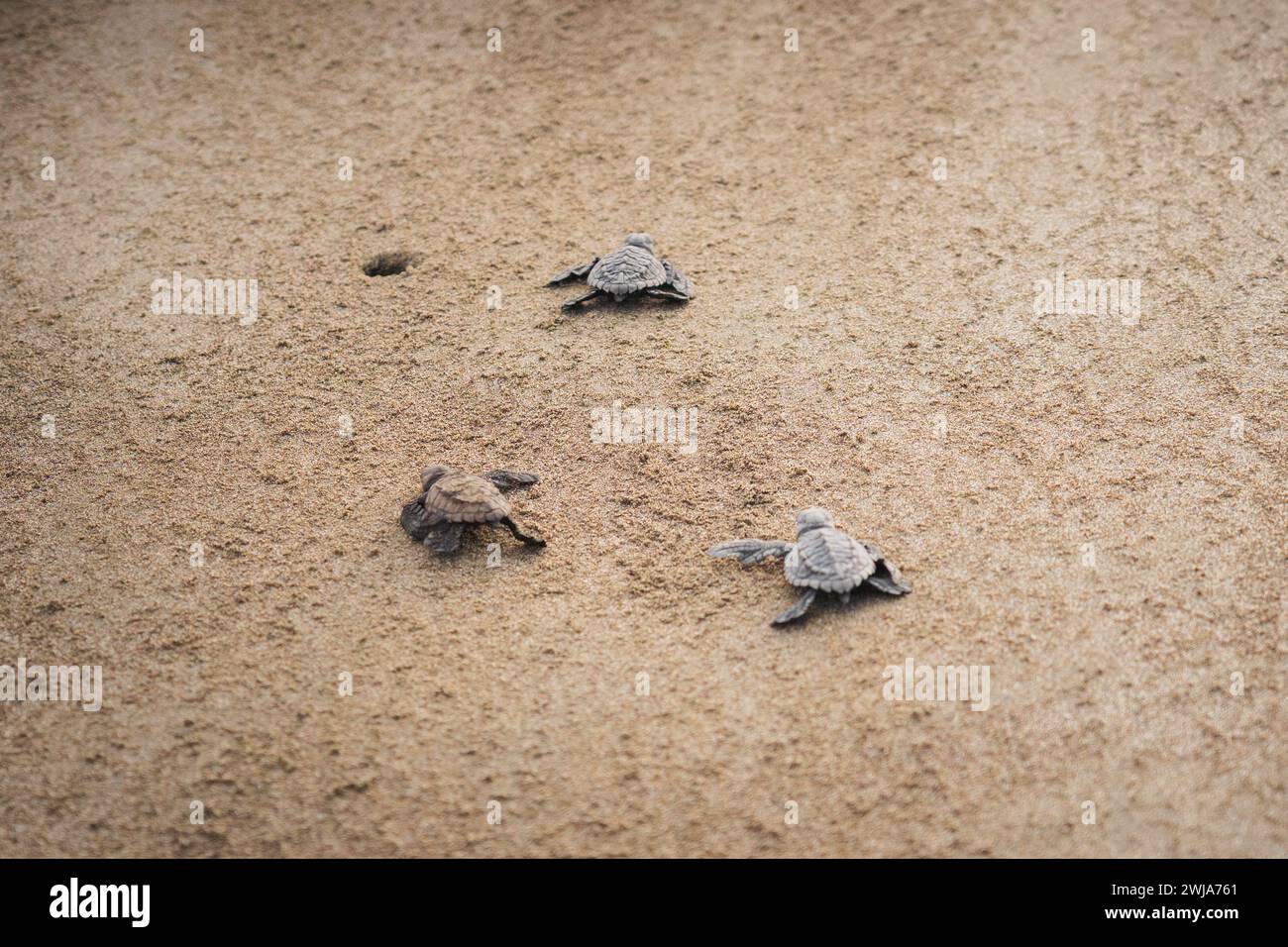 A group of baby green sea turtles (Chelonia mydas) trekking across ...