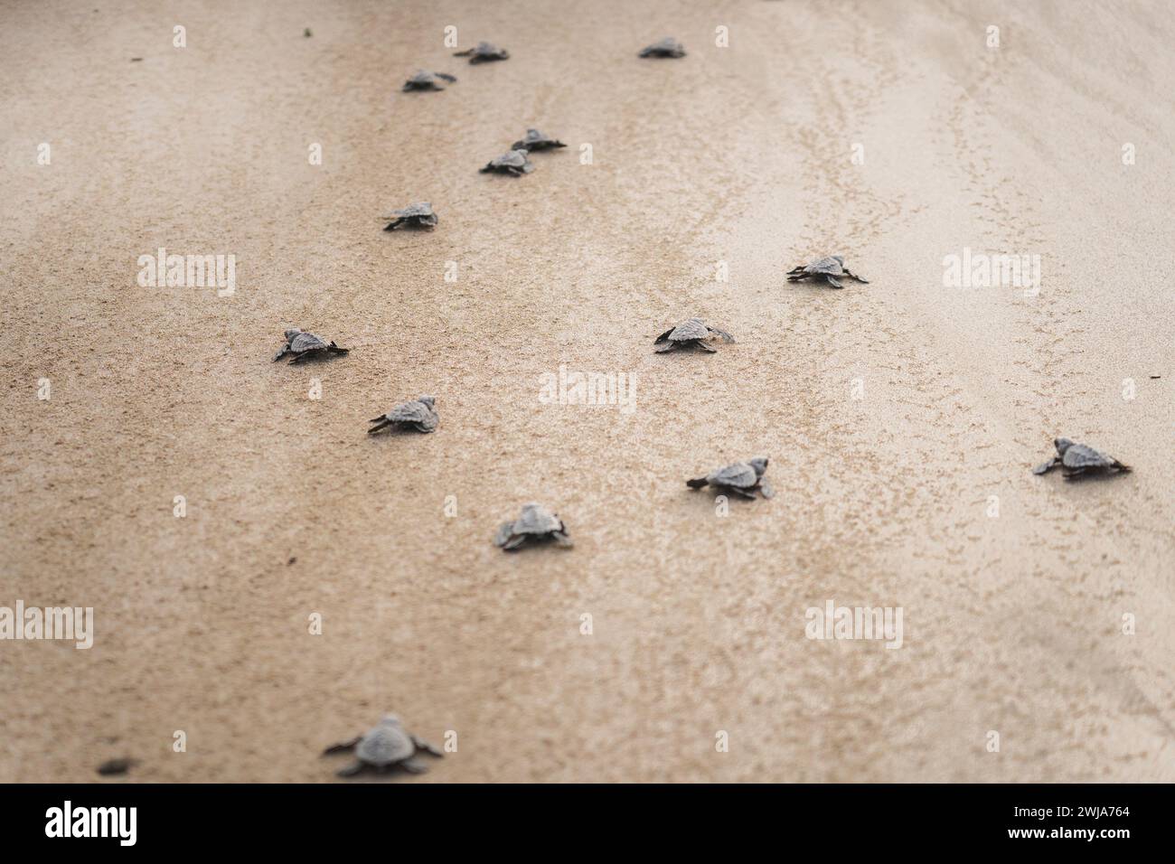 A group of baby green sea turtles (Chelonia mydas) trekking across ...