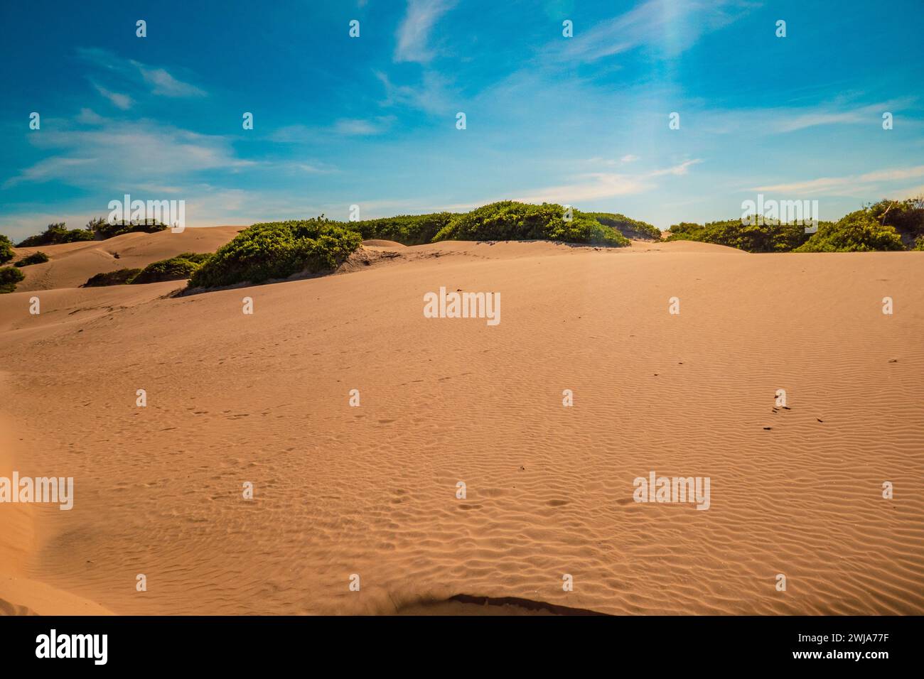 Scenic view of Mangrove trees growing on the Mambrui Sand dunes in ...