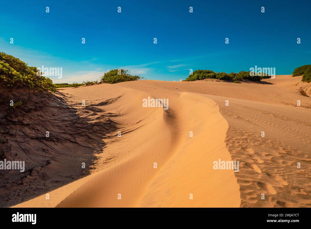 Scenic view of Mangrove trees growing on the Mambrui Sand dunes in ...