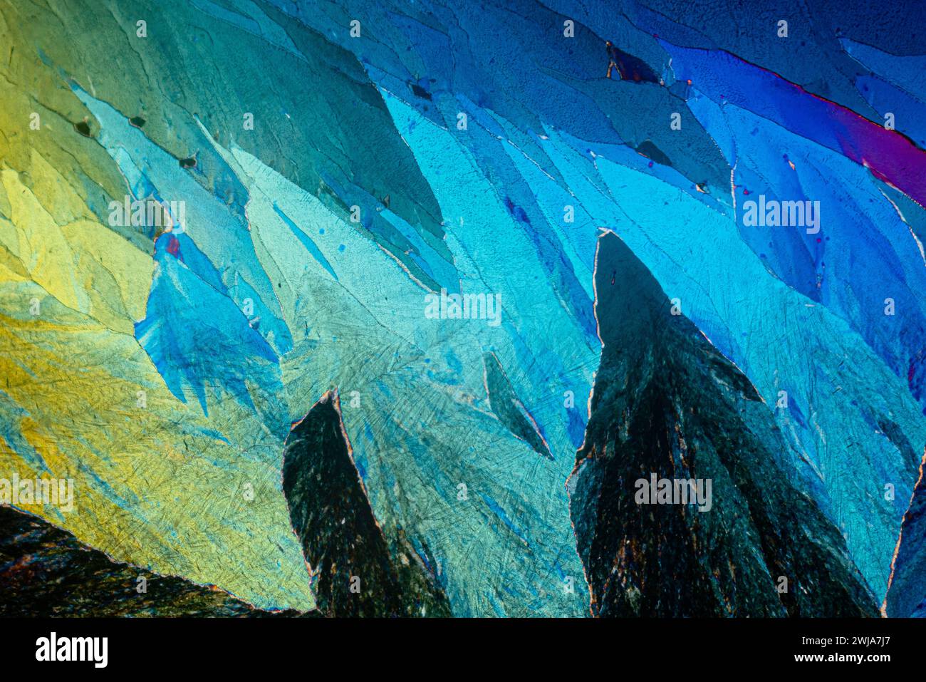 Light microscopy hi-res stock photography and images - Alamy