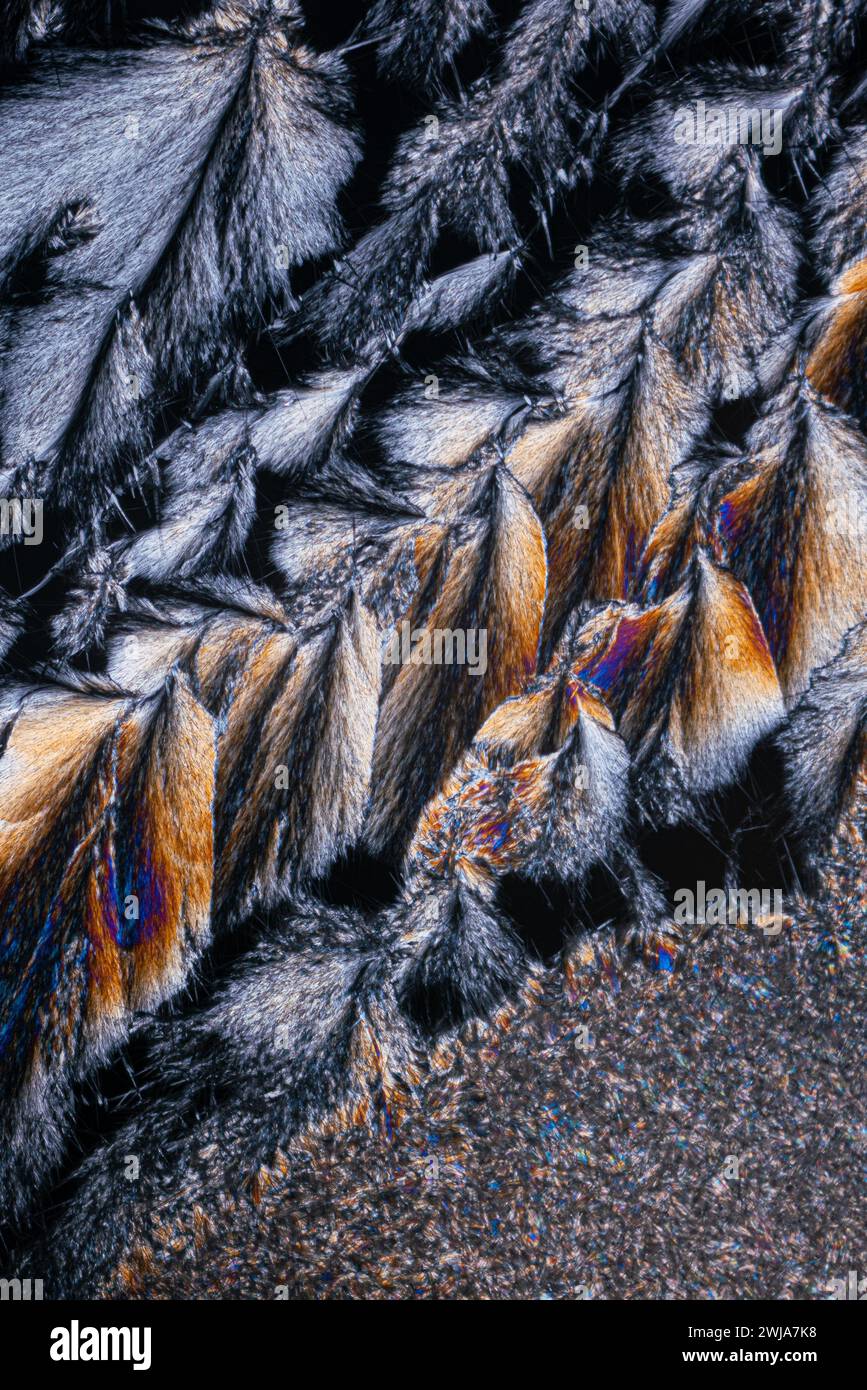 Butterfly wing microscope hi-res stock photography and images - Alamy