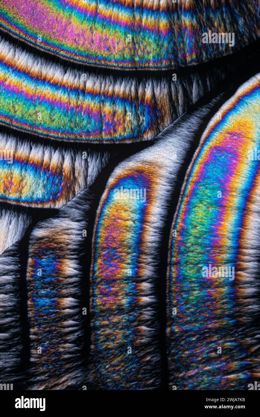 A stunning close-up of iridescent feathers showcasing a mesmerizing ...