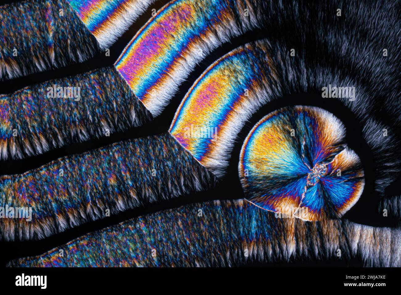 This image showcases the stunning iridescence on a butterfly wing ...
