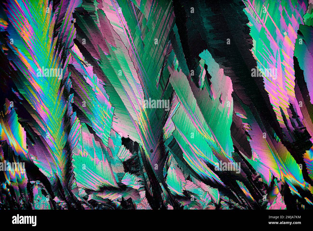 A close-up micrograph showcasing the intricate patterns and vibrant ...