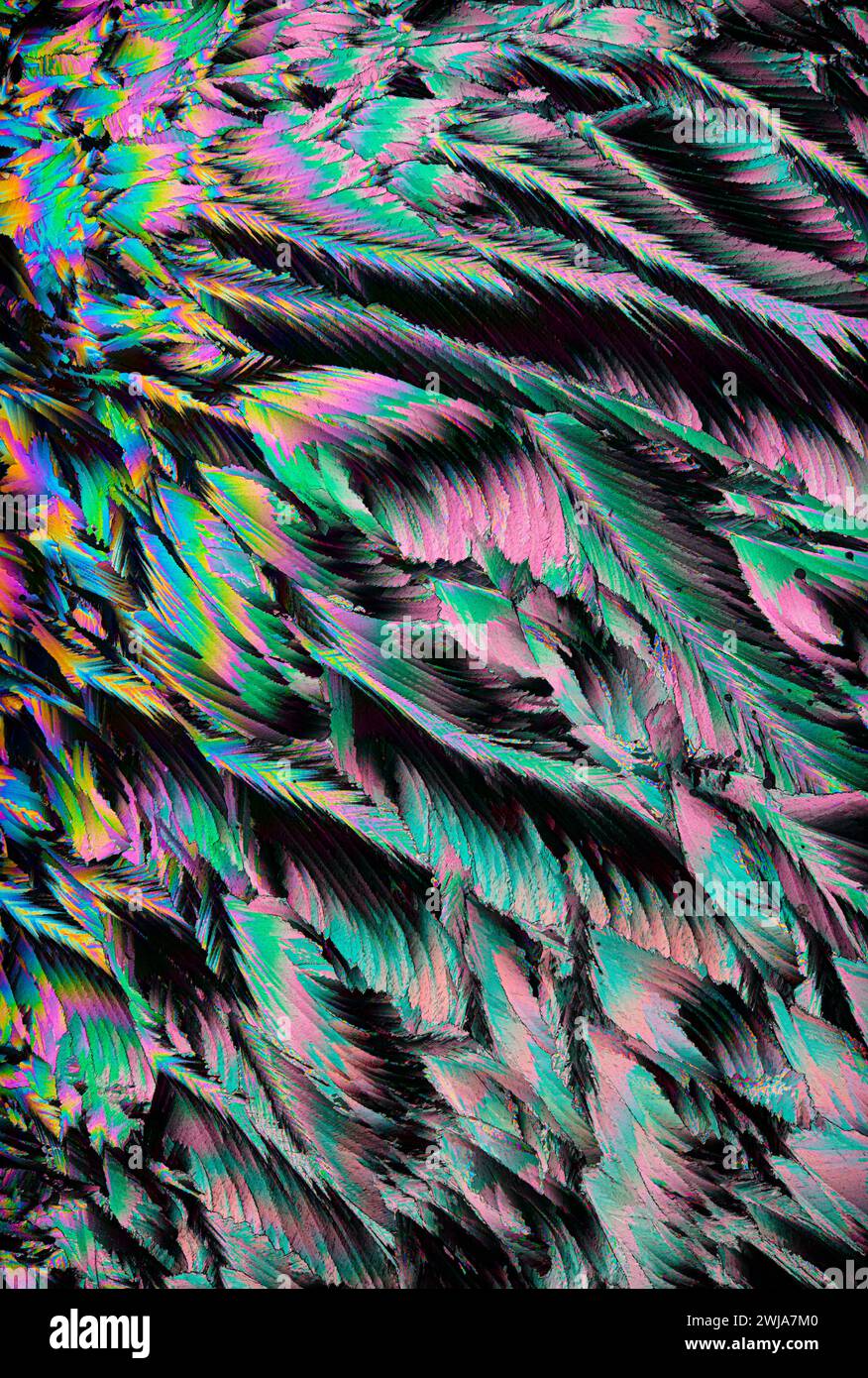 This image showcases a close-up of iridescent feathers with a dazzling ...