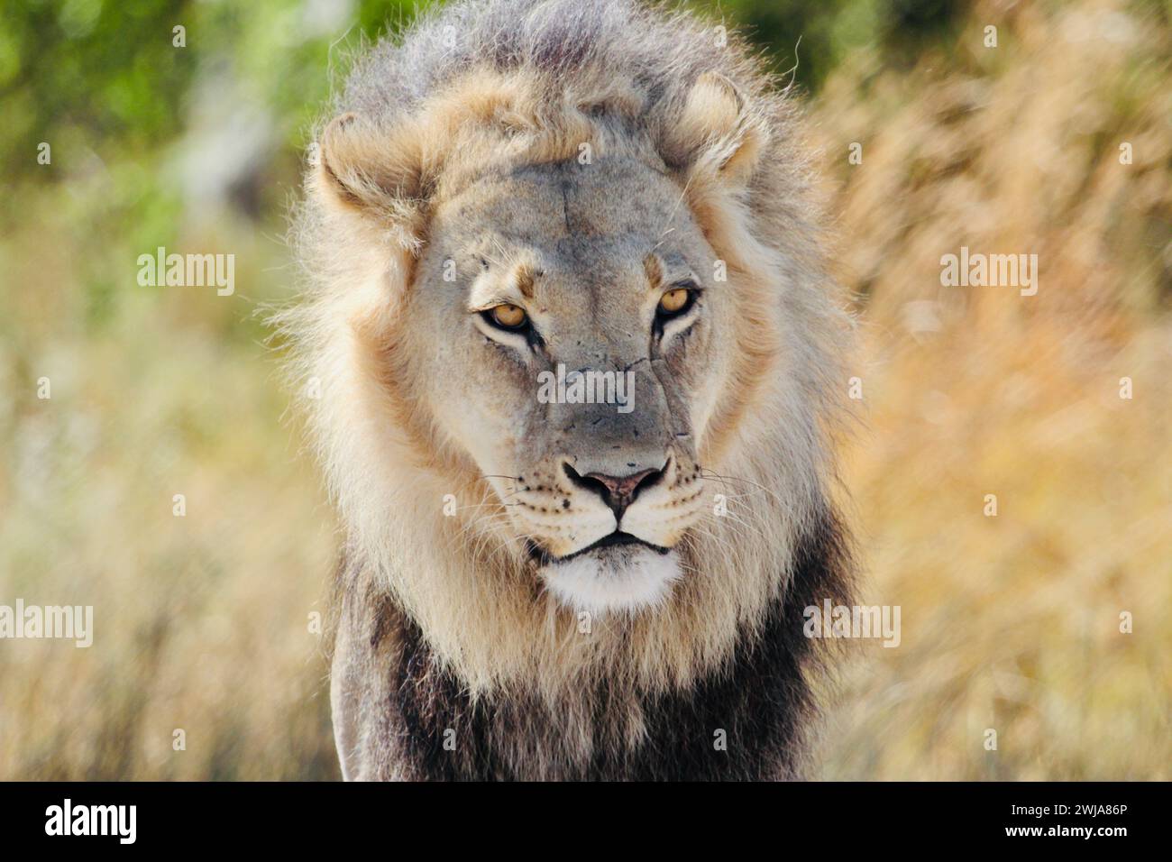 Black mane Lion , Kalahari National Park , Botswana Stock Photo - Alamy