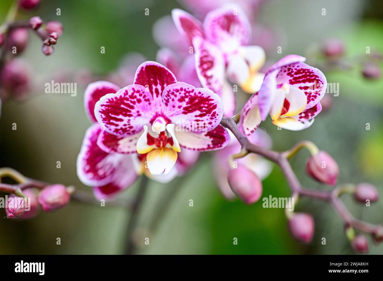 Botanischer Garten Linz, Orchideen 14.02.2024, Botanischer Garten Linz ...