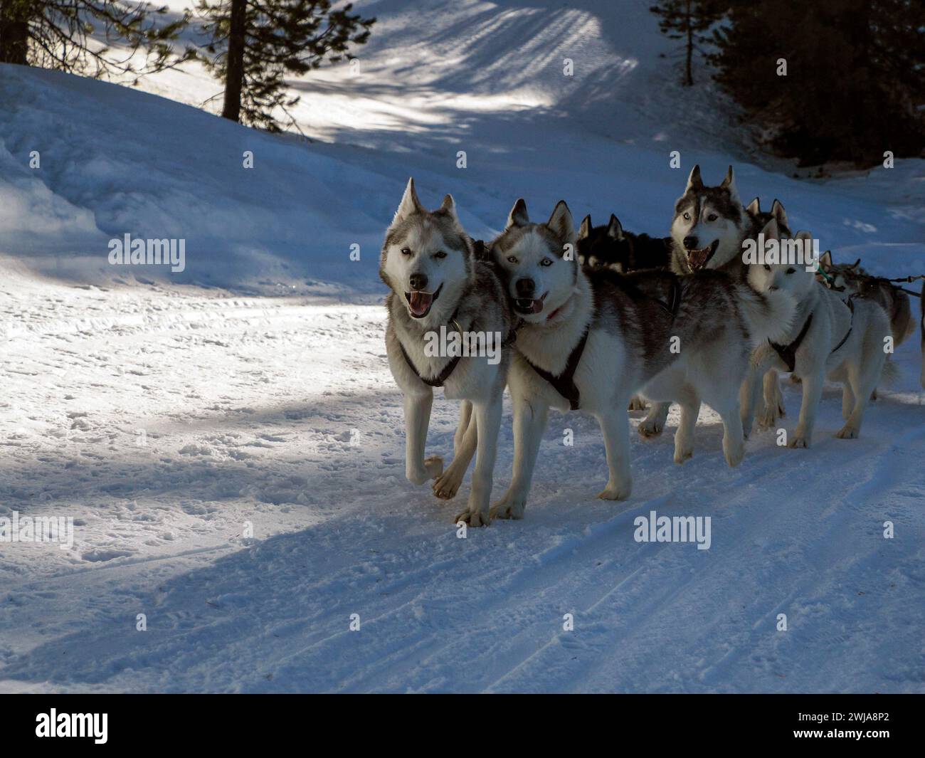 Sled dog with husky dogs running in snow mountains white background in ...