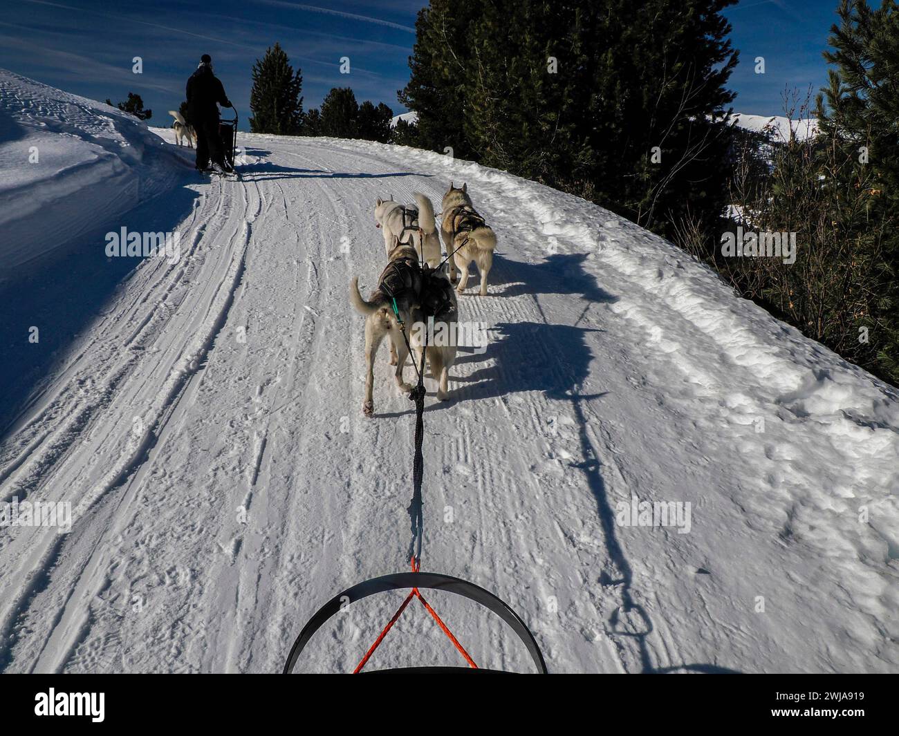 Sled dog with husky dogs in snow mountains white background in ...