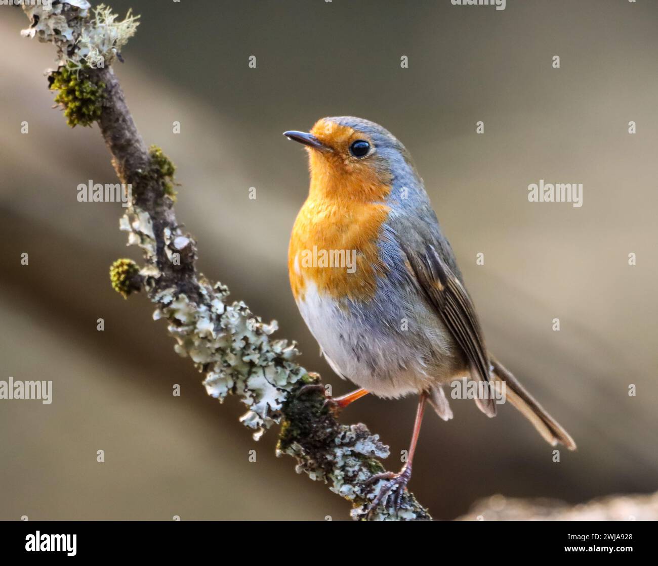 A tiny yellow Robin sits on a branch Stock Photo - Alamy
