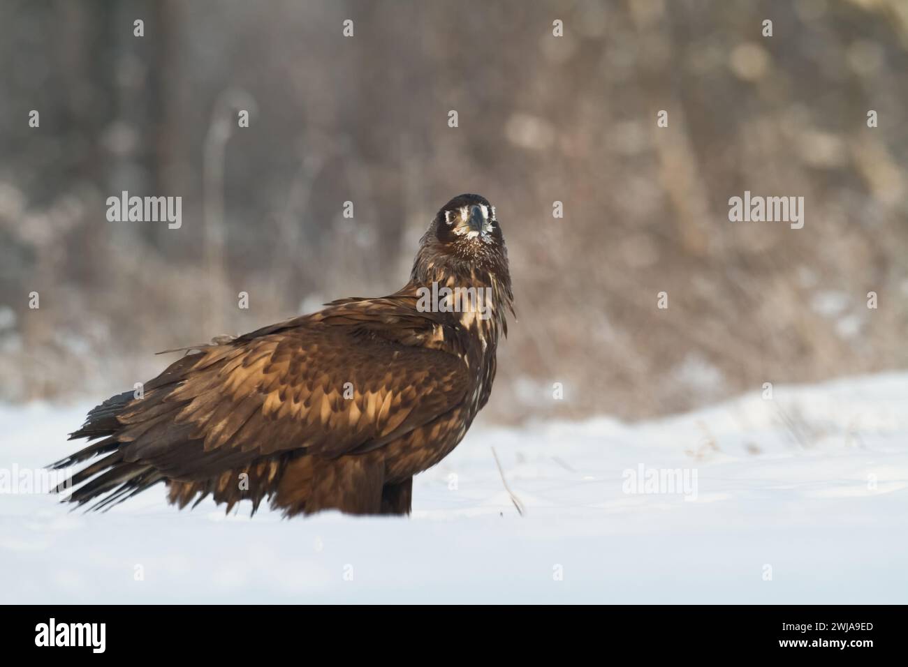 Bird of prey Majestic predator White-tailed eagle, Haliaeetus albicilla ...