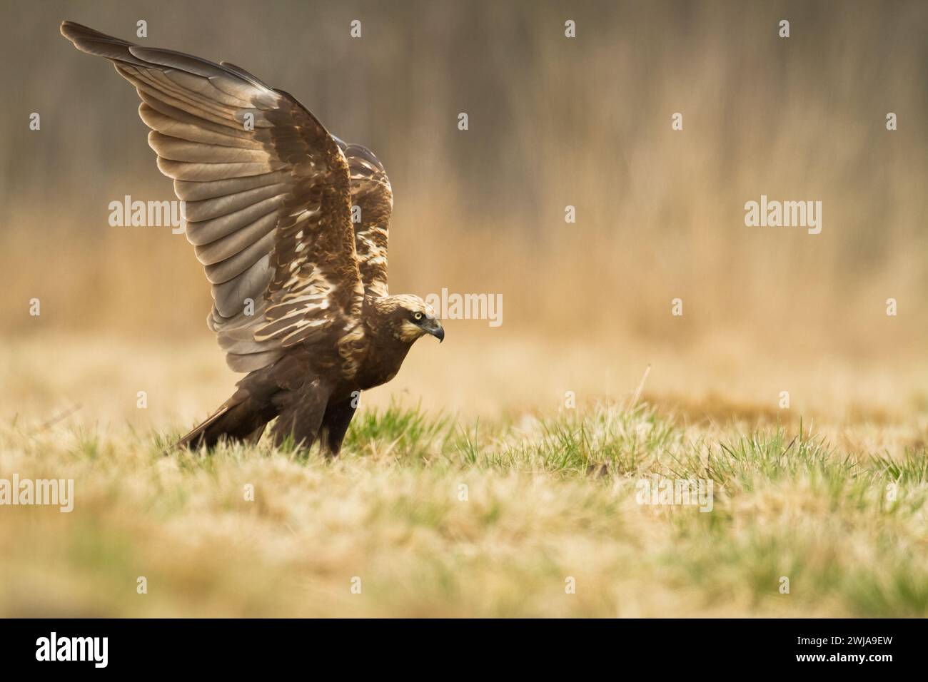 Flying Birds of prey Marsh harrier Circus aeruginosus, hunting time ...
