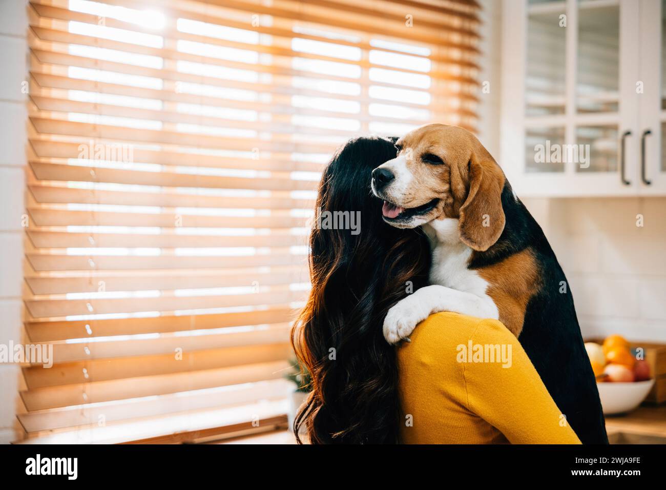 In the kitchen, a beautiful woman stands, holding her Beagle dog on her ...