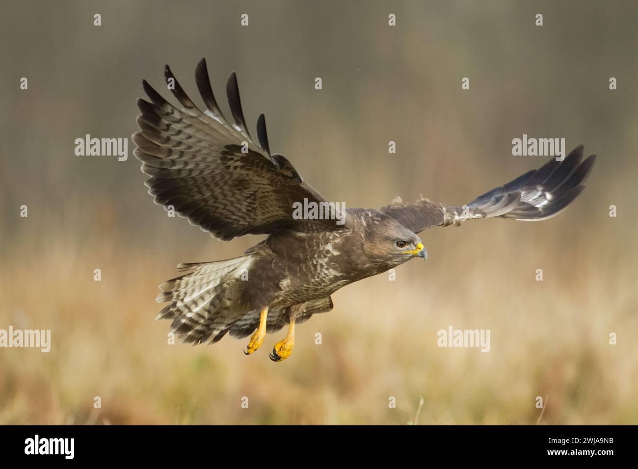landing Common buzzard Buteo buteo in the fields buzzards in natural ...