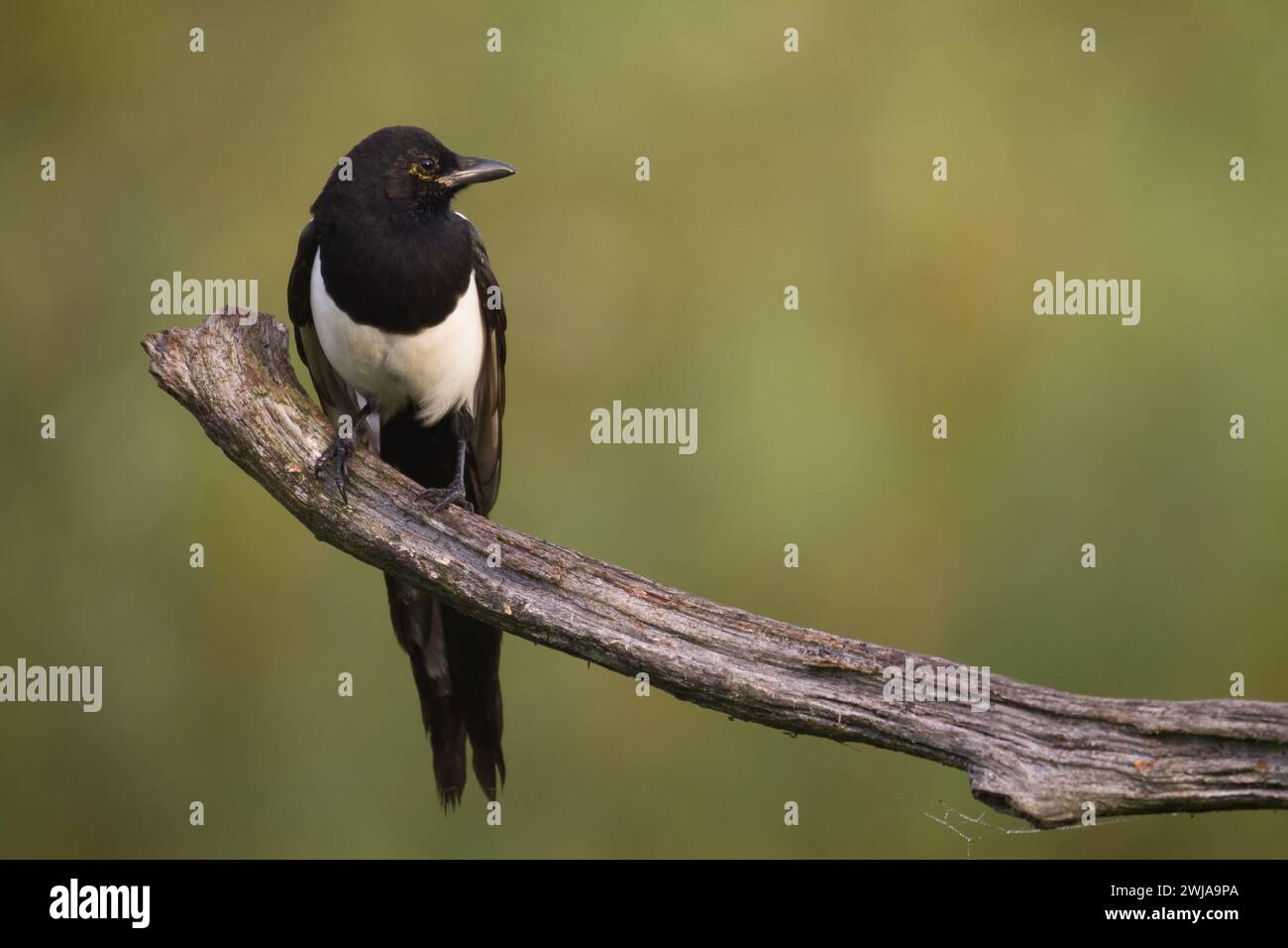 Bird - Common magpie Pica pica, very smart and clever bird with black ...