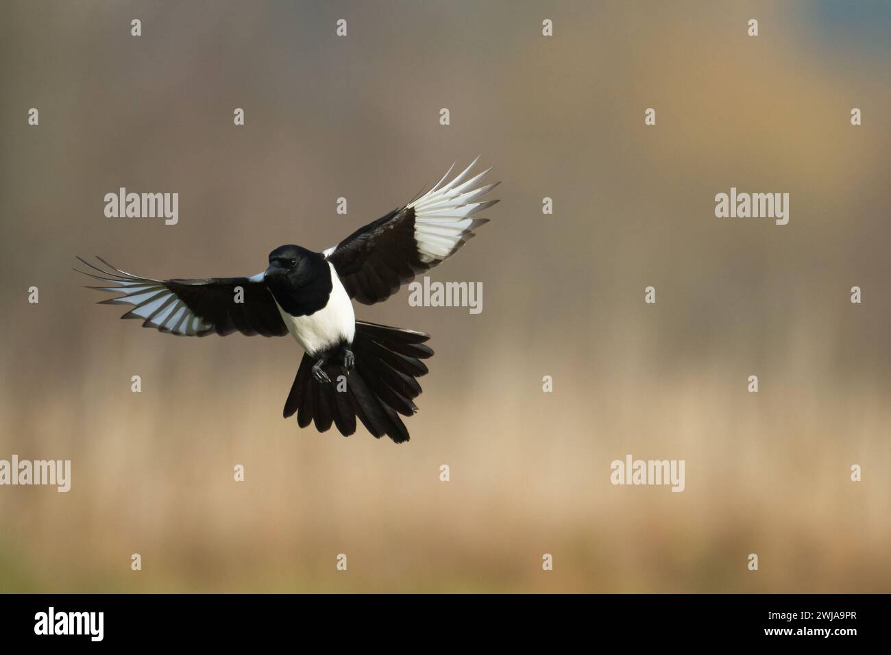 Bird - Common magpie Pica pica, very smart and clever bird with black ...