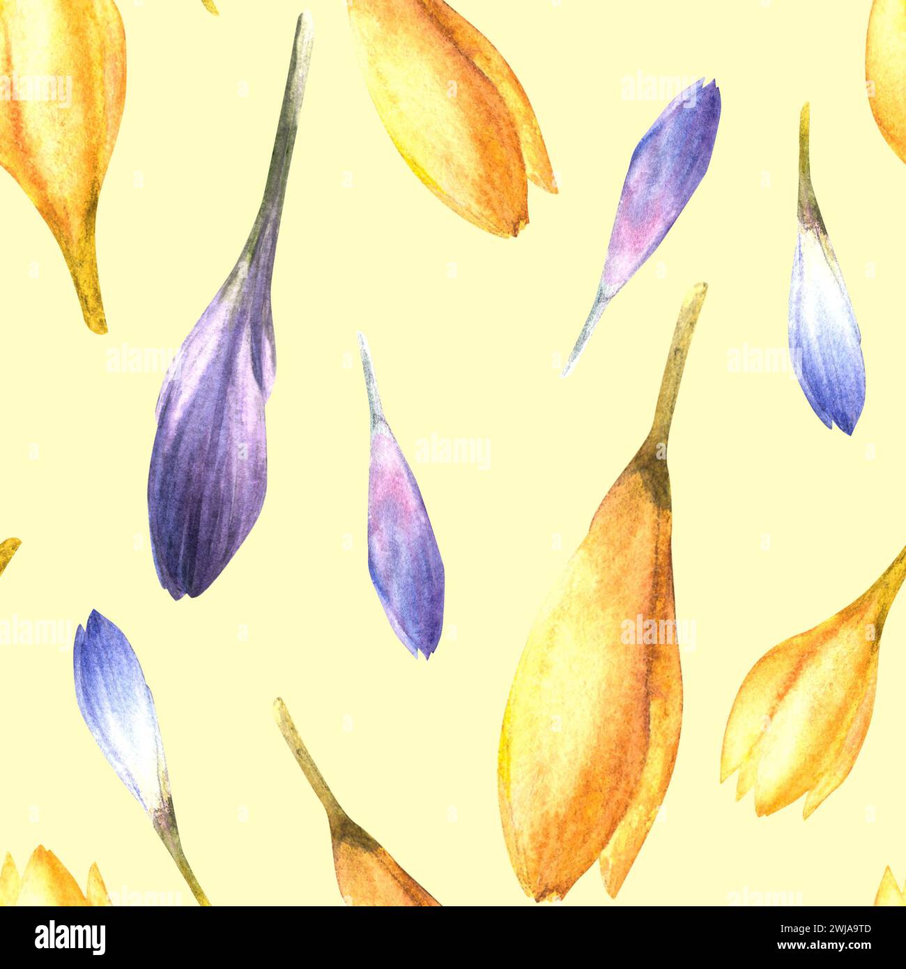 Watercolor early spring primary flowers Blue, yellow crocuses, saffron ...