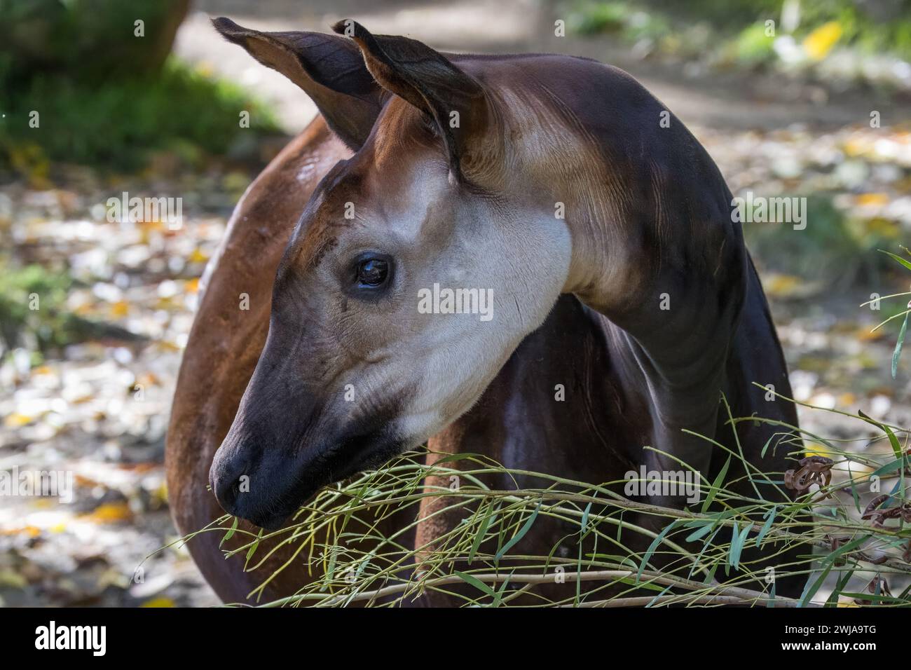 Beautiful okapi hi-res stock photography and images - Alamy