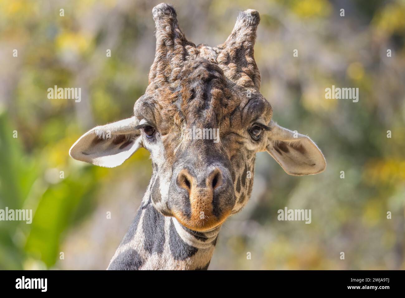 A closeup portrait of a giraffe making eye contact with the camera ...