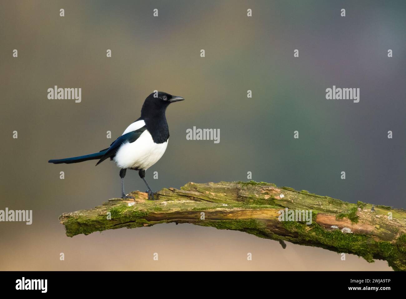 Bird - Common magpie Pica pica, very smart and clever bird with black ...