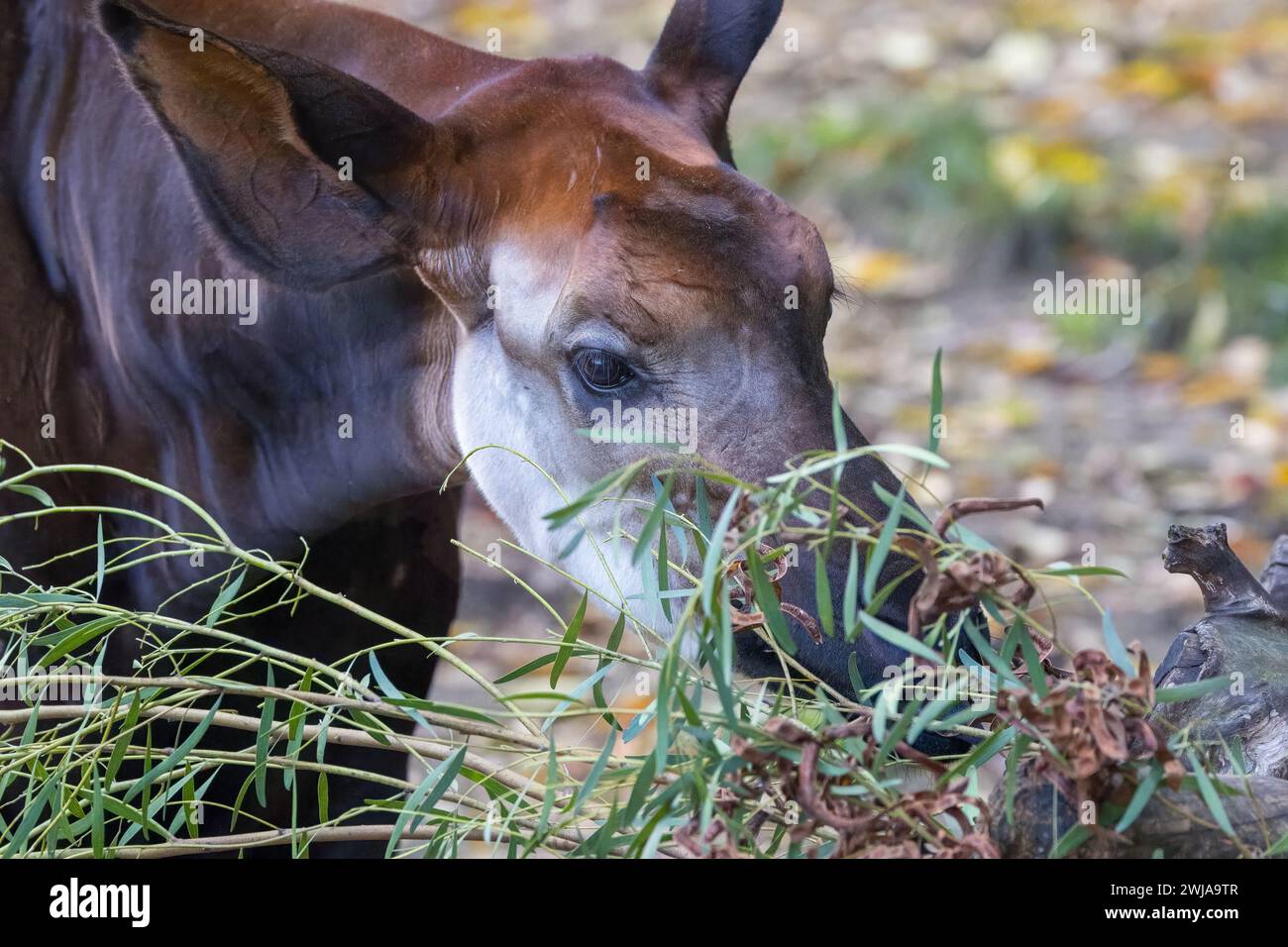 Beautiful okapi hi-res stock photography and images - Alamy