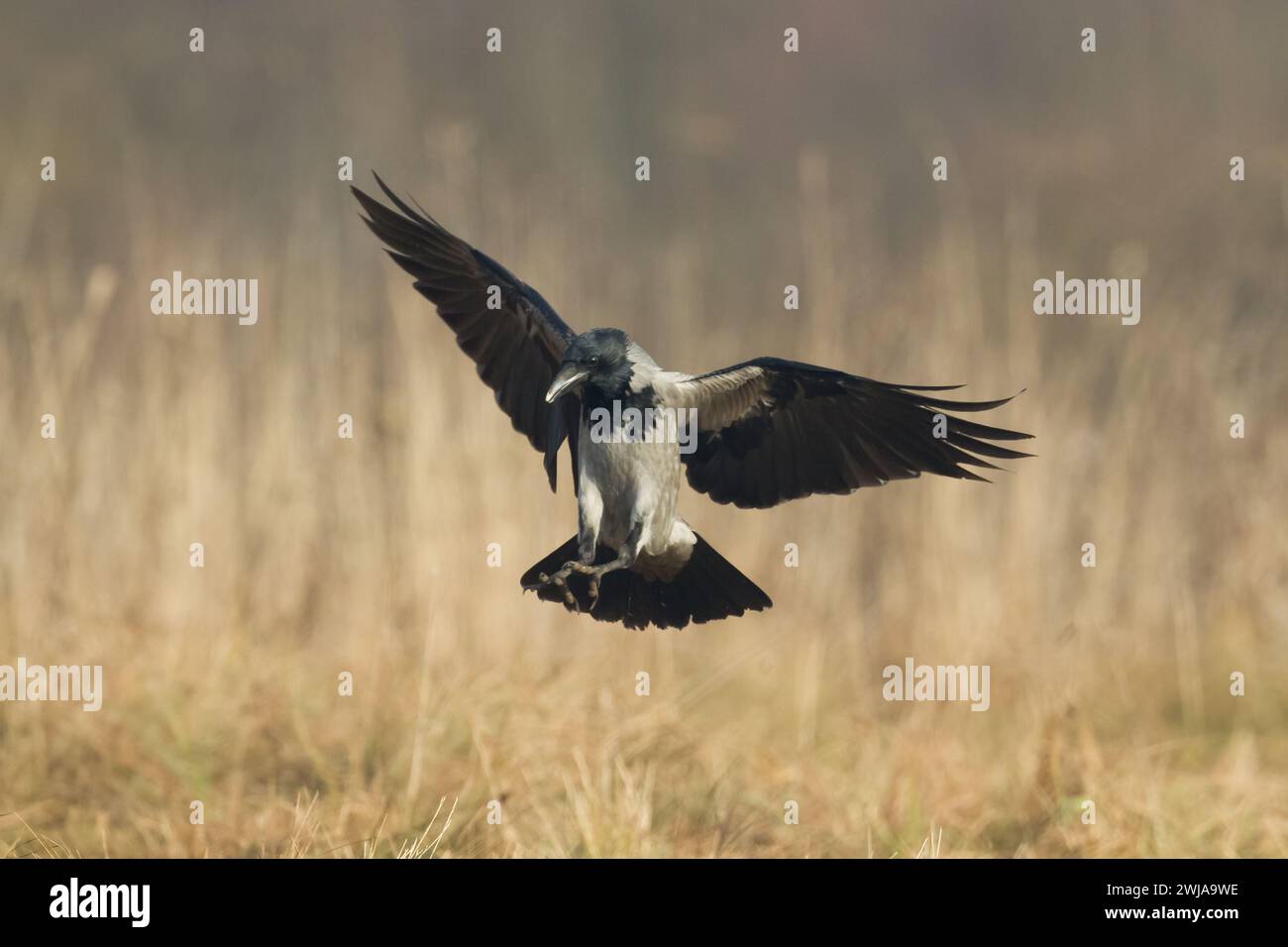 flying Bird - Hooded crow Corvus cornix in amazing warm background ...