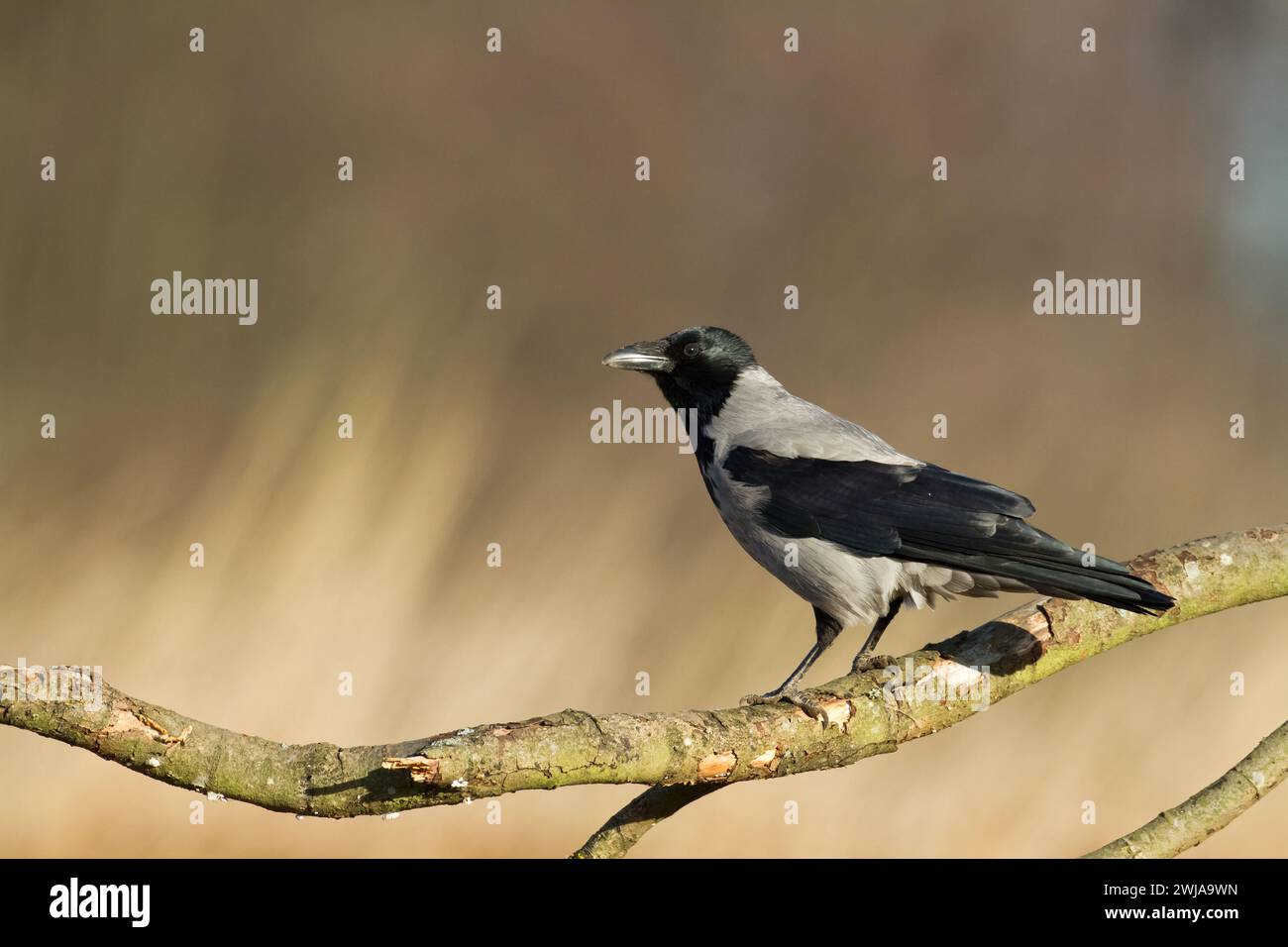 flying Bird - Hooded crow Corvus cornix in amazing warm background ...