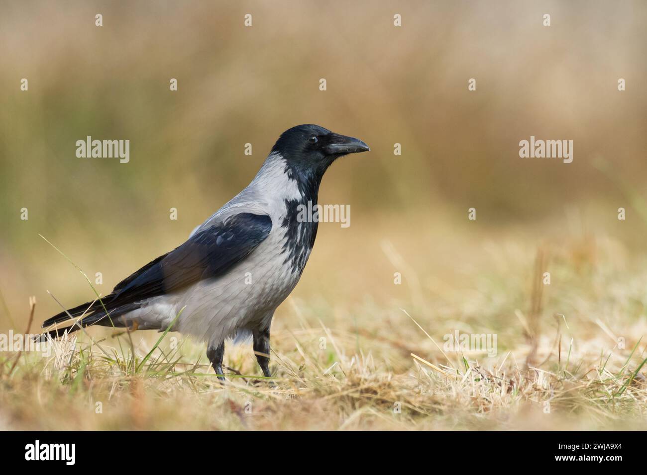 flying Bird - Hooded crow Corvus cornix in amazing warm background ...