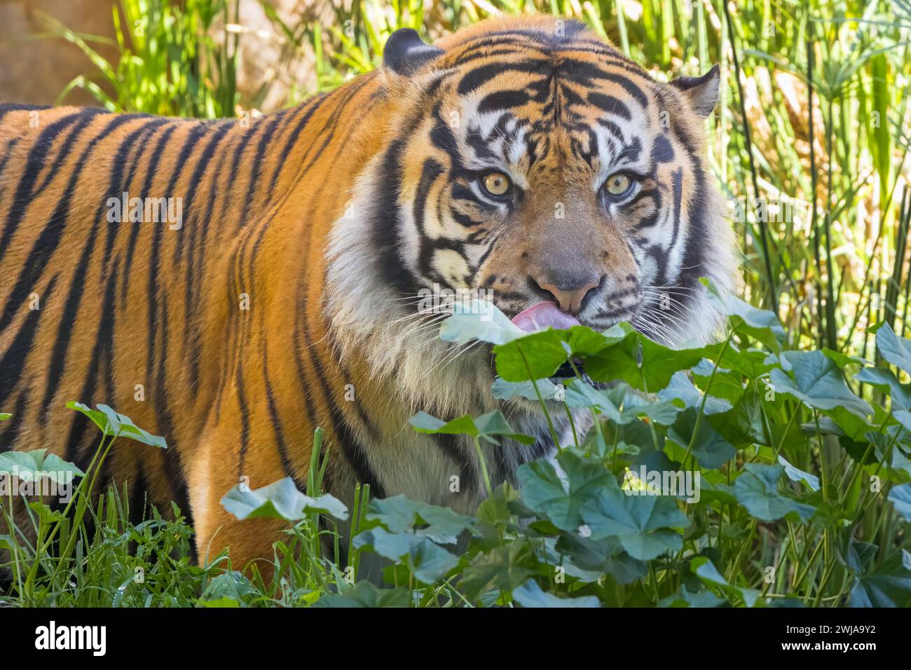 Tiger hidden in forest hi-res stock photography and images - Alamy