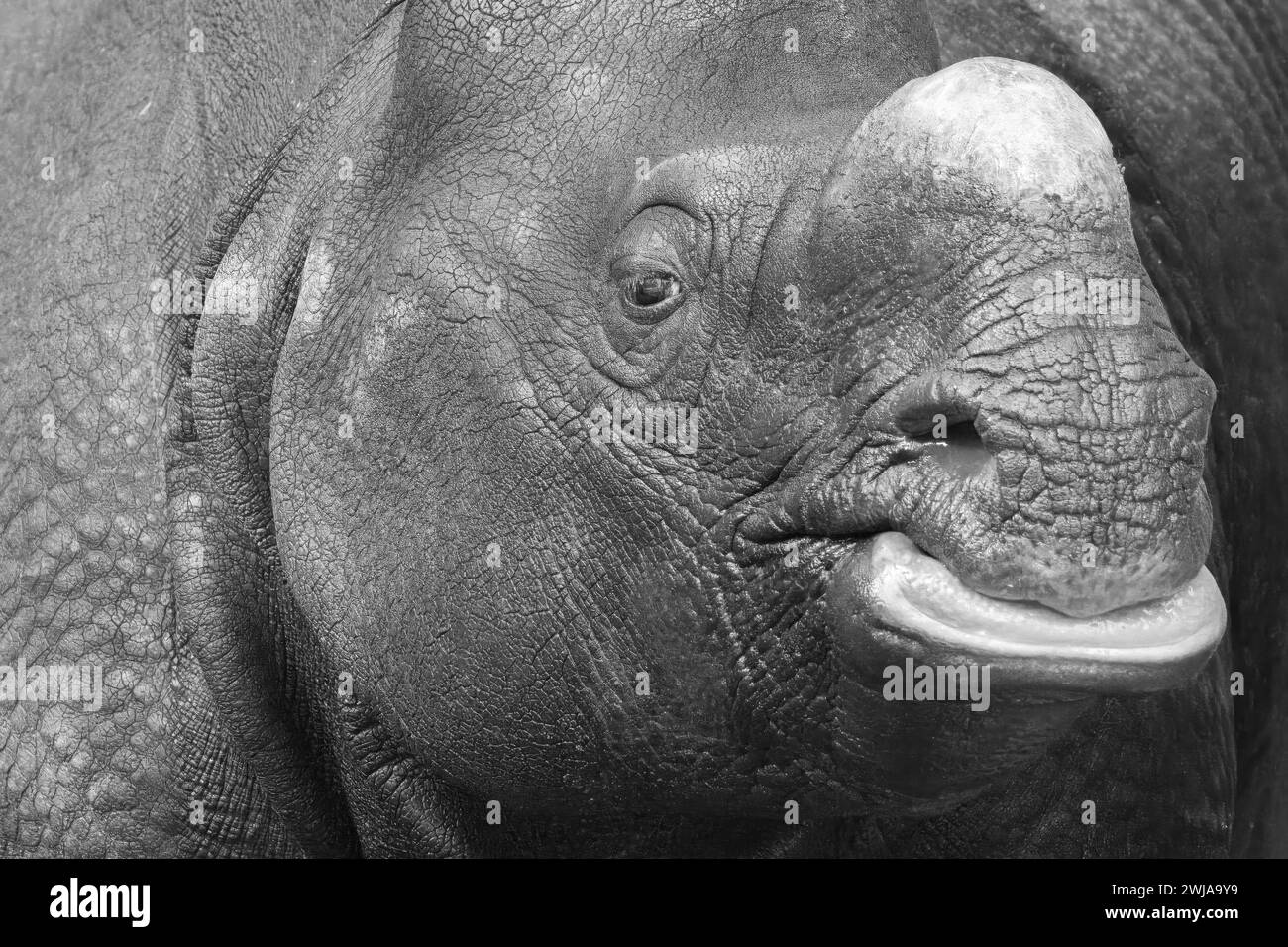 Gray black rhino hi-res stock photography and images - Alamy