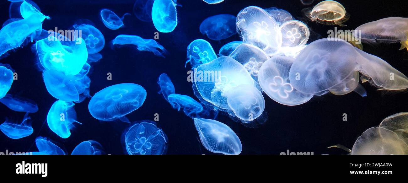 Jellyfish changes colours under fluorescent hi-res stock photography ...