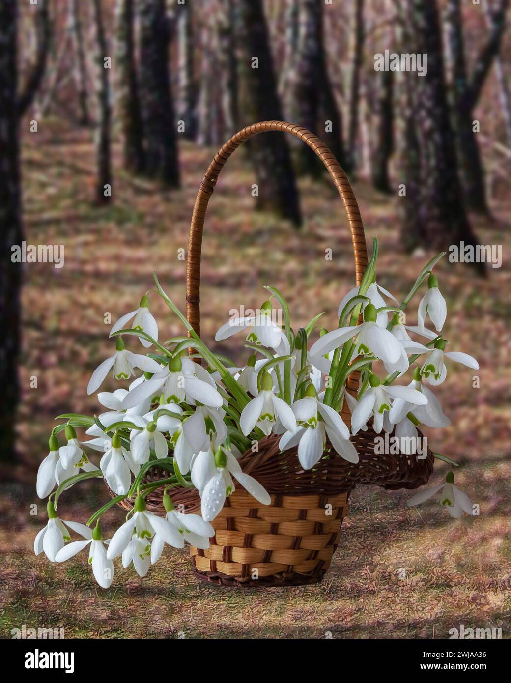 Snowdrop bouquet card hi-res stock photography and images - Alamy