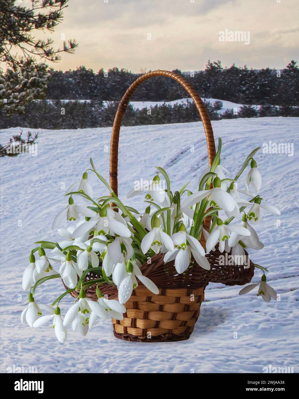 March snowdrop hi-res stock photography and images - Alamy