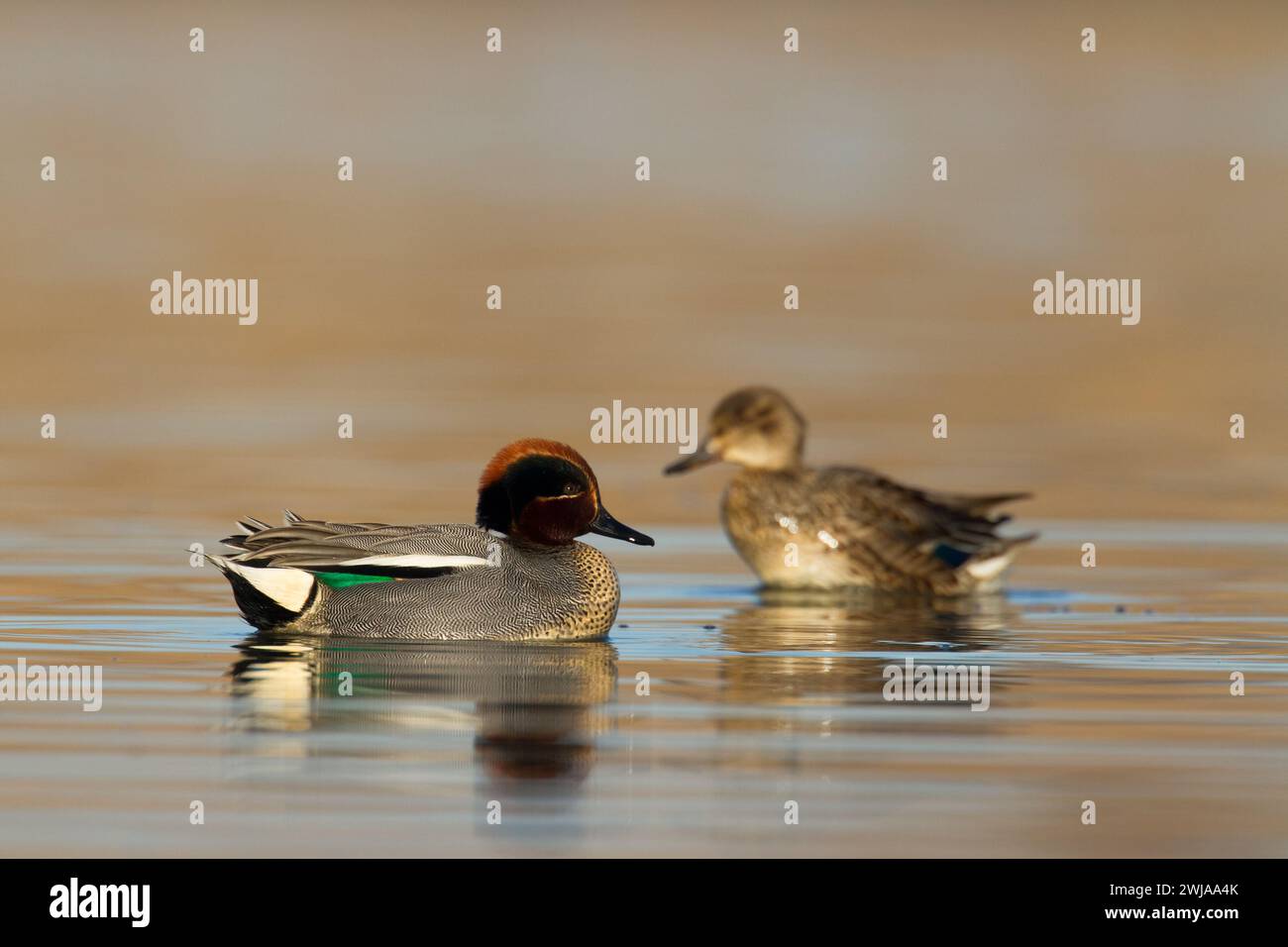 Eurasian common teal hi-res stock photography and images - Alamy