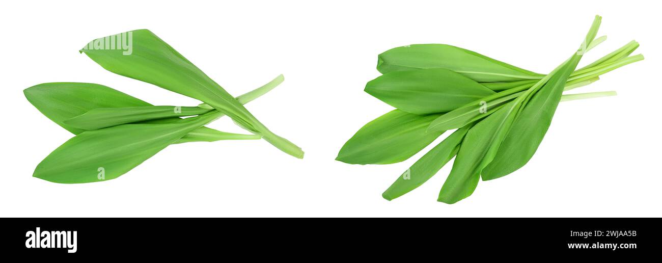 Ramson leaves isolated on white background with full depth of field ...