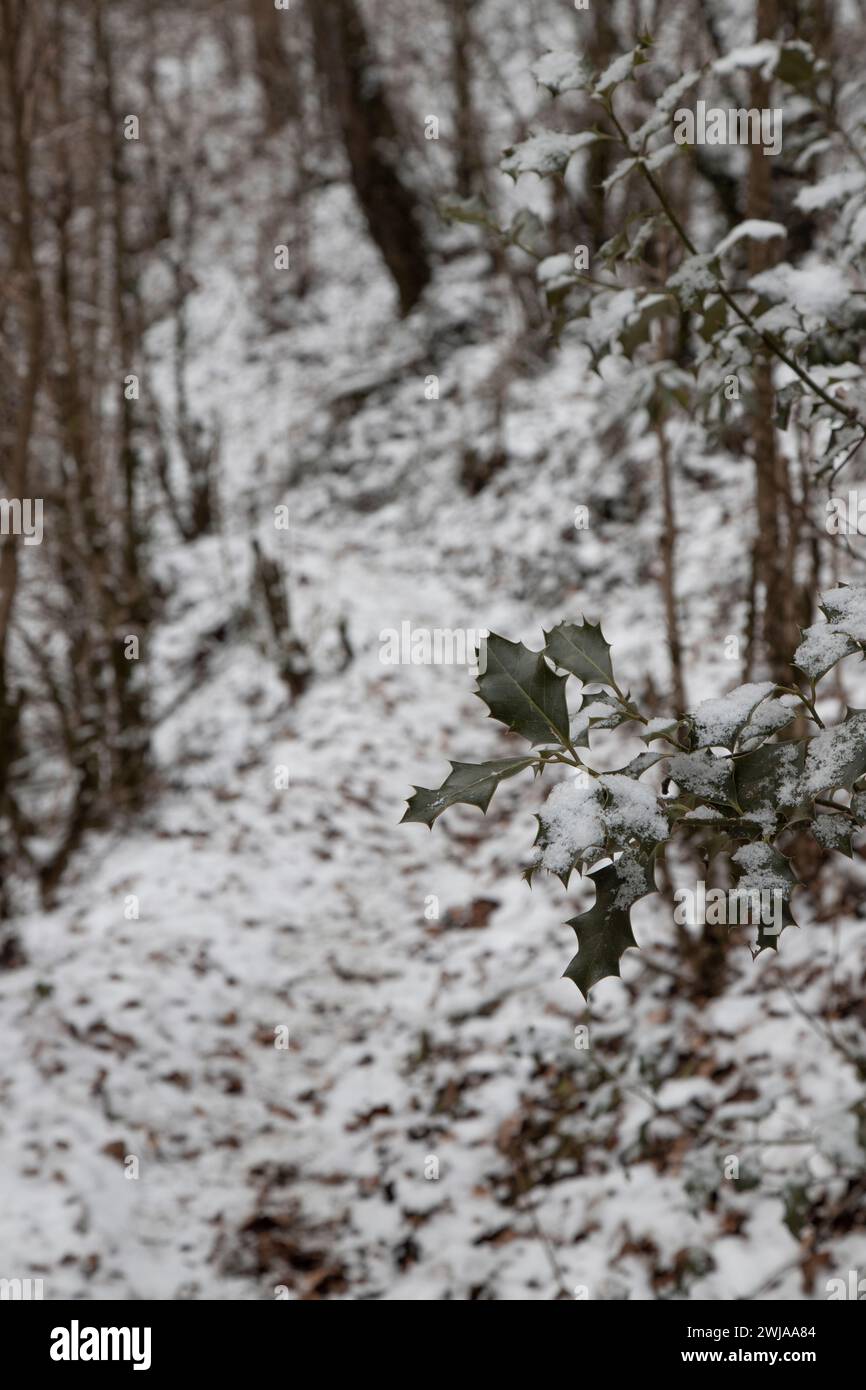 The snow covering the ground in a scenic woodland area with trees and ...