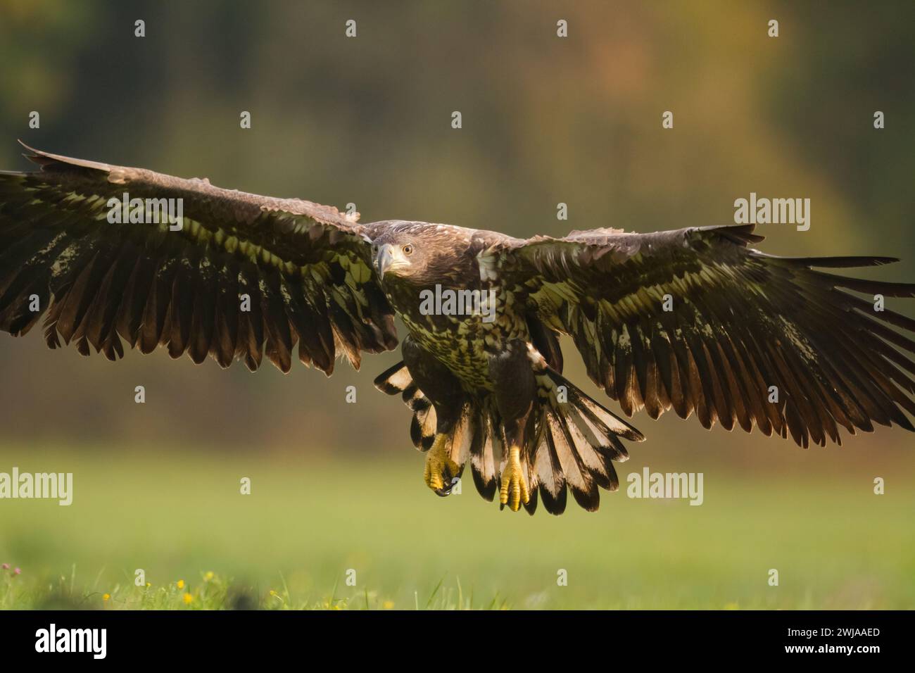Bird of prey Majestic predator White-tailed eagle, Haliaeetus albicilla ...