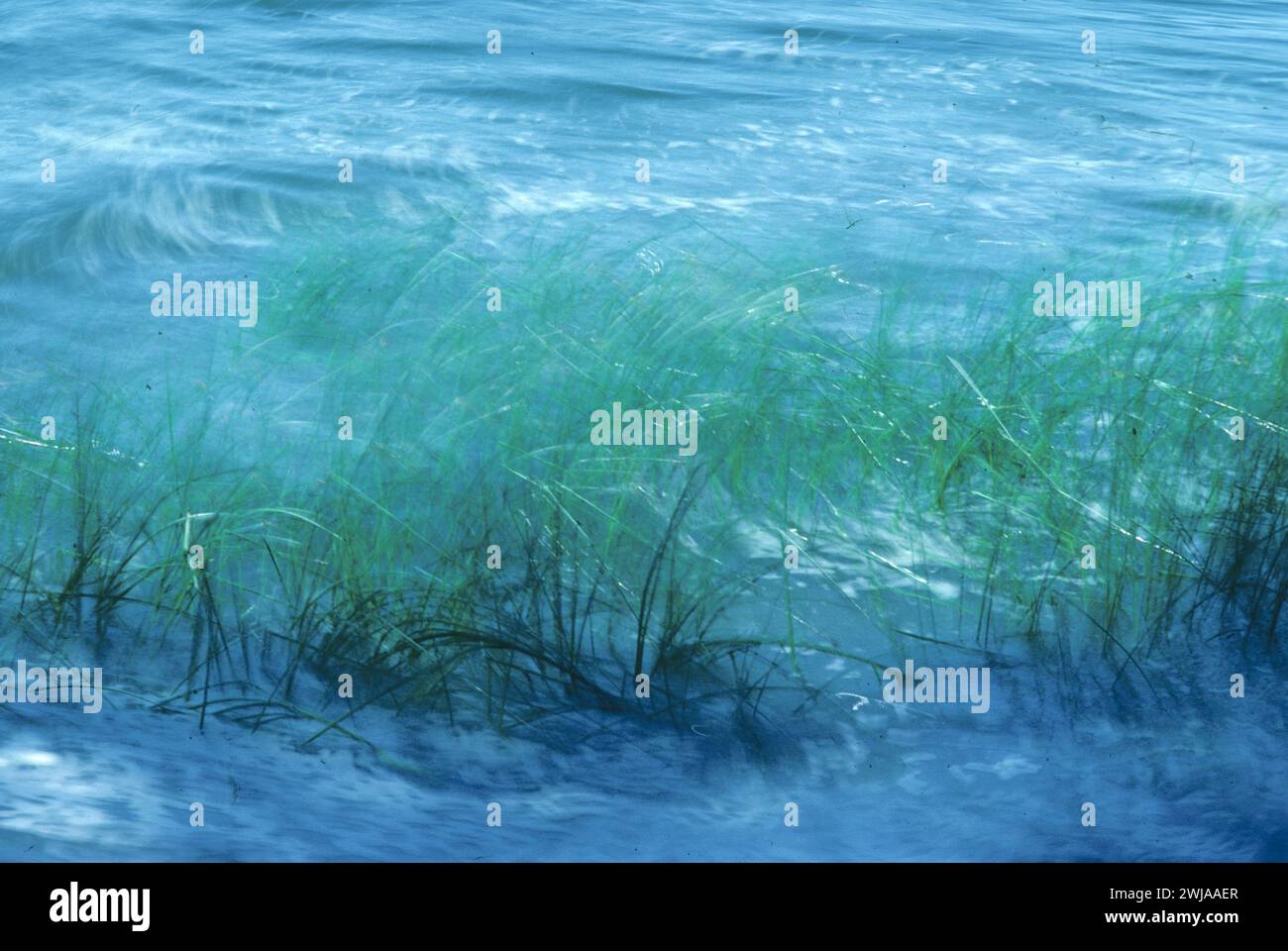 scenic background of reed grass in blurred motion with wind and ...