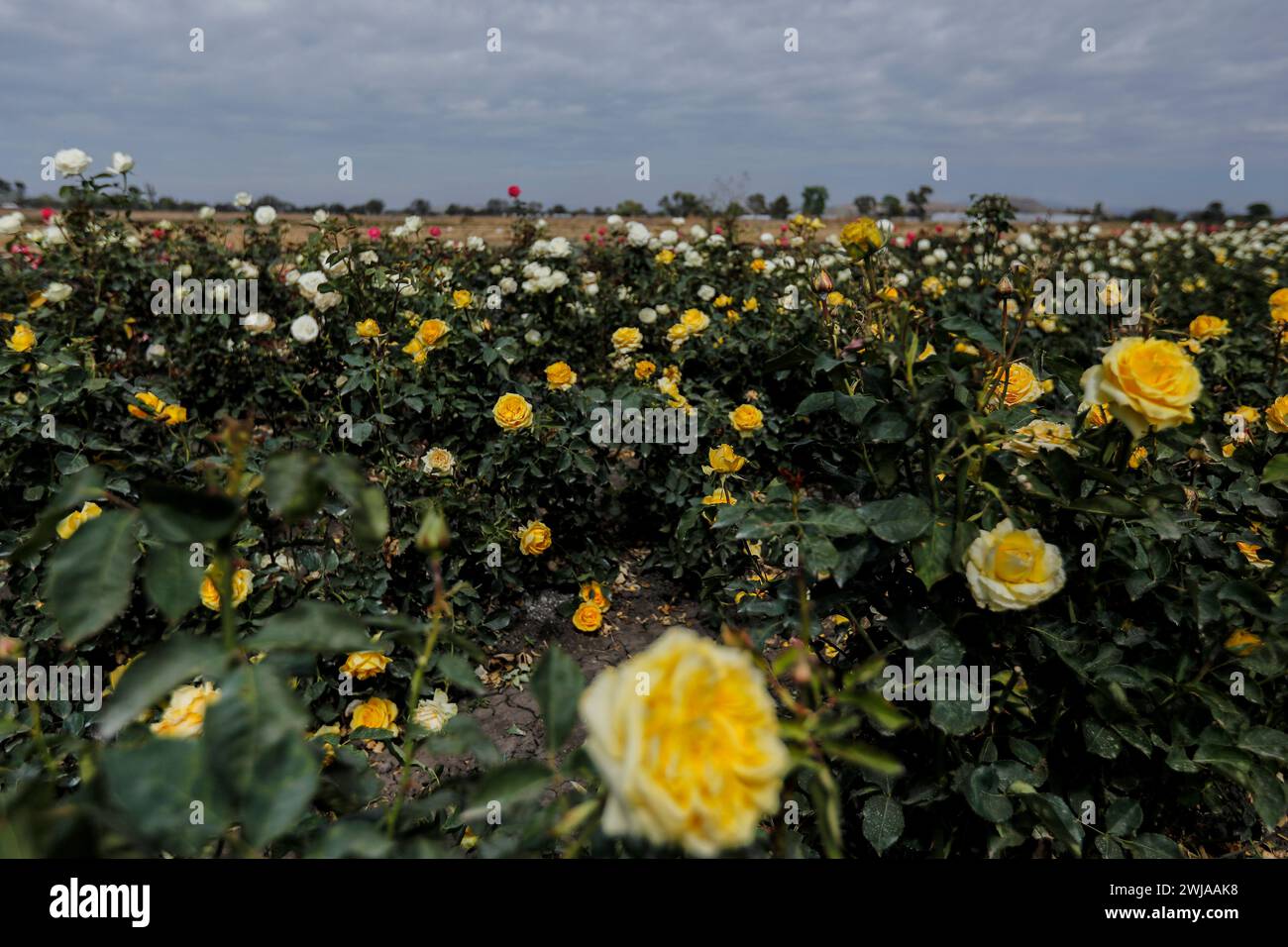 San Juan Del Rio, Mexico. 13th Feb, 2024. A general view of rose ...